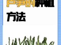 芦笋怎么种_芦笋种植方法