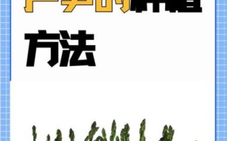 芦笋怎么种_芦笋种植方法