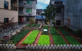 菜圃图片怎么拍好看_家庭菜园如何布局