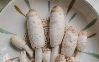 野生鸡腿菇图片大全_如何辨别真假