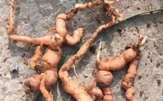 野生地黄有毒吗_误食后怎么办