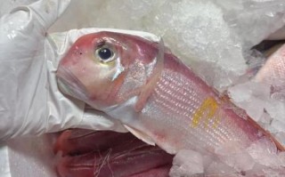 马面鱼有刺吗_马面鱼刺多不多