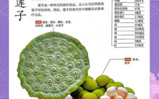 莲子怎么吃最营养_莲子禁忌人群有哪些