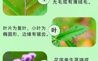 刺儿菜的功效与作用_刺儿菜图片长什么样