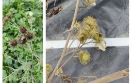 野生牛蒡根图片_野生牛蒡根长什么样