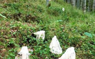 竹荪适合在哪里种植_竹荪种植环境要求