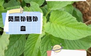 苋菜有什么营养_苋菜营养价值高吗