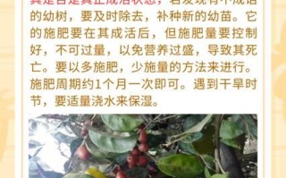 羊奶果种植条件_羊奶果几年结果