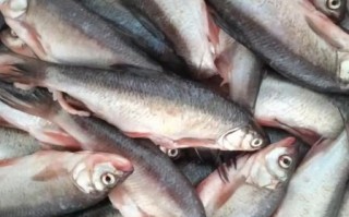 华子鱼是什么鱼_华子鱼产地在哪里