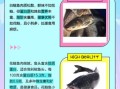 鲢鱼和鳙鱼的区别_如何一眼分辨花鲢白鲢