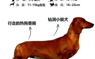 腊肠犬智商排名第几_训练技巧有哪些