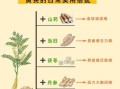 黄芪的功效与作用主要治什么病_黄芪适合哪些人群