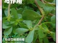 马齿苋的功效与作用_马齿苋怎么吃最养生