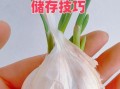 大蒜头怎么放不发芽_大蒜头保存不发芽的方法