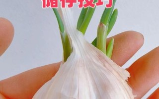 大蒜头怎么放不发芽_大蒜头保存不发芽的方法