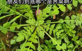 荠荠菜图片长什么样_荠荠菜和蒲公英区别
