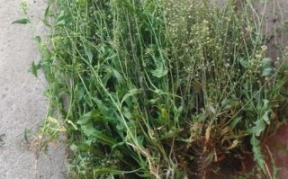 三月三煮鸡蛋的草是什么草_荠菜花地菜功效