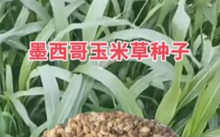 墨西哥玉米草一亩地能产多少吨_墨西哥玉米草适合哪些地区种植