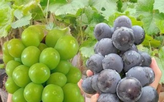 最好吃的提子品种有哪些_巨峰葡萄和阳光玫瑰哪个更甜