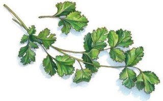 香菜卡通图片怎么画_香菜卡通图片简笔画教程