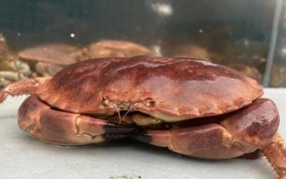 面包蟹最简单的做法_蒸多久才熟