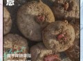 什么人不能吃魔芋_魔芋禁忌人群有哪些
