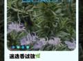 迷迭香对生殖系统有害吗_迷迭香影响生育力真相