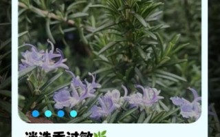 迷迭香对生殖系统有害吗_迷迭香影响生育力真相