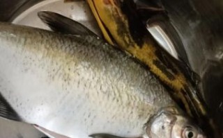 扁鱼叫什么_扁鱼学名和俗称大全