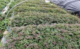 1亩露天香椿利润_香椿种植成本与收益