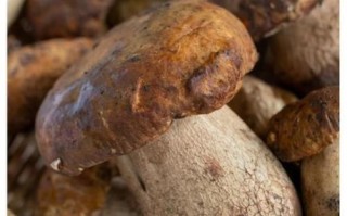 牛肝菌图片怎么分辨真假_野生牛肝菌长什么样