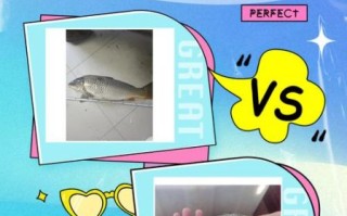 鲤鱼图片真实_怎么分辨真假