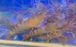 沼虾图片_沼虾怎么分辨公母