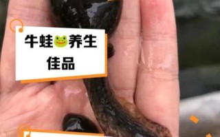 牛蛙的营养价值_牛蛙的禁忌人群