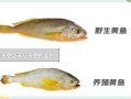 野生大黄鱼多少钱一斤_野生大黄鱼价格为什么贵