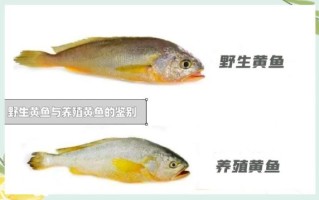 野生大黄鱼多少钱一斤_野生大黄鱼价格为什么贵