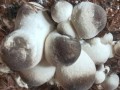 草菇价格一斤多少钱_草菇多少钱一斤2024