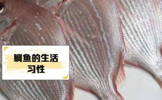 黑鲷和金鲷的区别_真鲷与金鲷怎么分辨