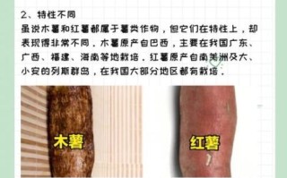 地瓜和红薯一样吗_地瓜和红薯的区别图片