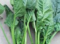 菠菜英语怎么说_spinach_发音_例句