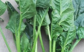 菠菜英语怎么说_spinach_发音_例句