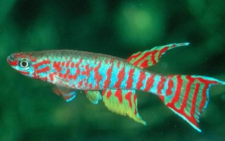 鳉鱼怎么养_鳉鱼寿命有多长