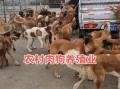 肉狗养殖合法吗_肉狗养殖需要什么手续