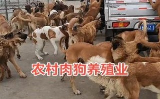 肉狗养殖合法吗_肉狗养殖需要什么手续