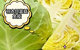 甘蓝的功效与作用_甘蓝怎么吃最健康