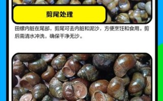 田螺怎么清洗最干净_田螺的做法家常做法