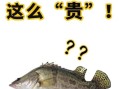 鳜鱼和桂鱼的区别_鳜鱼桂鱼是同一种鱼吗