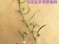 真假白花蛇舌草图片对比_如何一眼识别