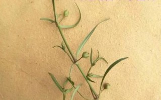 真假白花蛇舌草图片对比_如何一眼识别