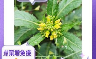 蔊菜怎么读_蔊菜的功效与作用